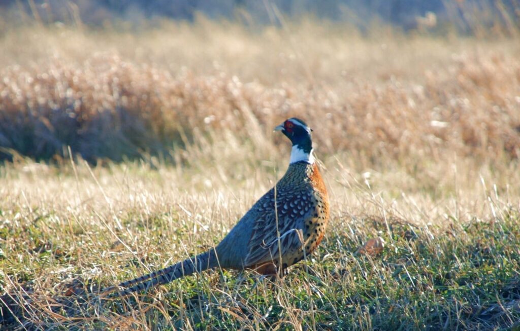 7 Useful Pheasant Hunting Tips For Beginners